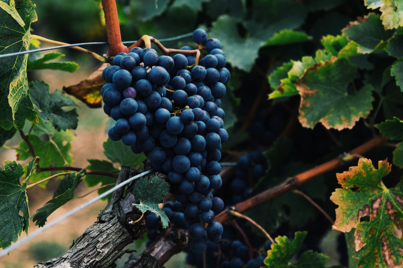 Tannat: Uruguay's unlikely champion - Circle of Wine Writers