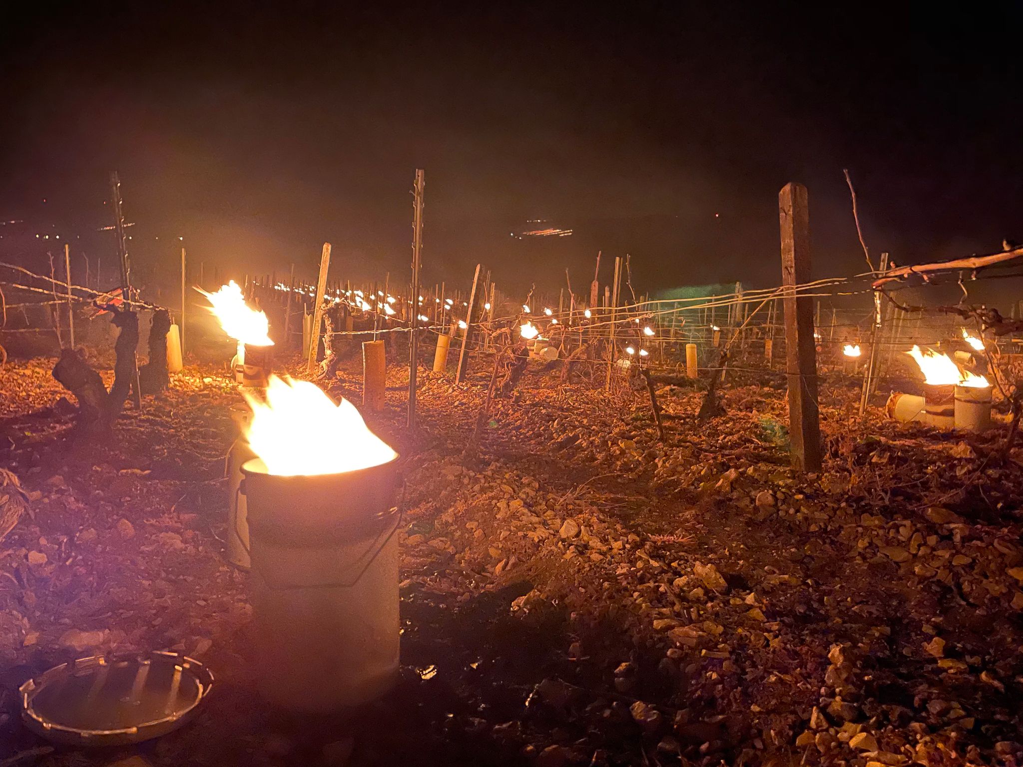 The fatal spring 2021 frost in France - Circle of Wine Writers